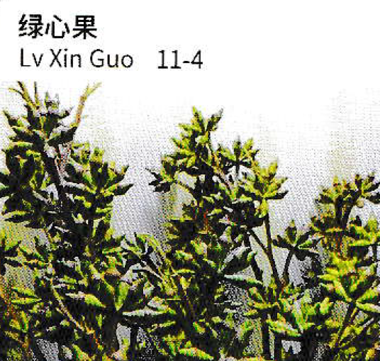 Lv Xin Guo - China – Floral Market