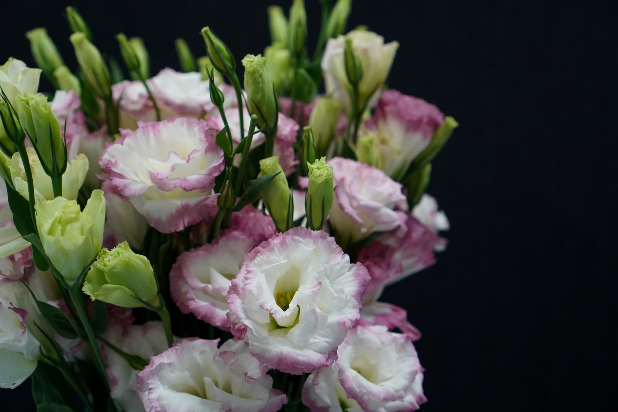 Eustoma - China – Floral Market