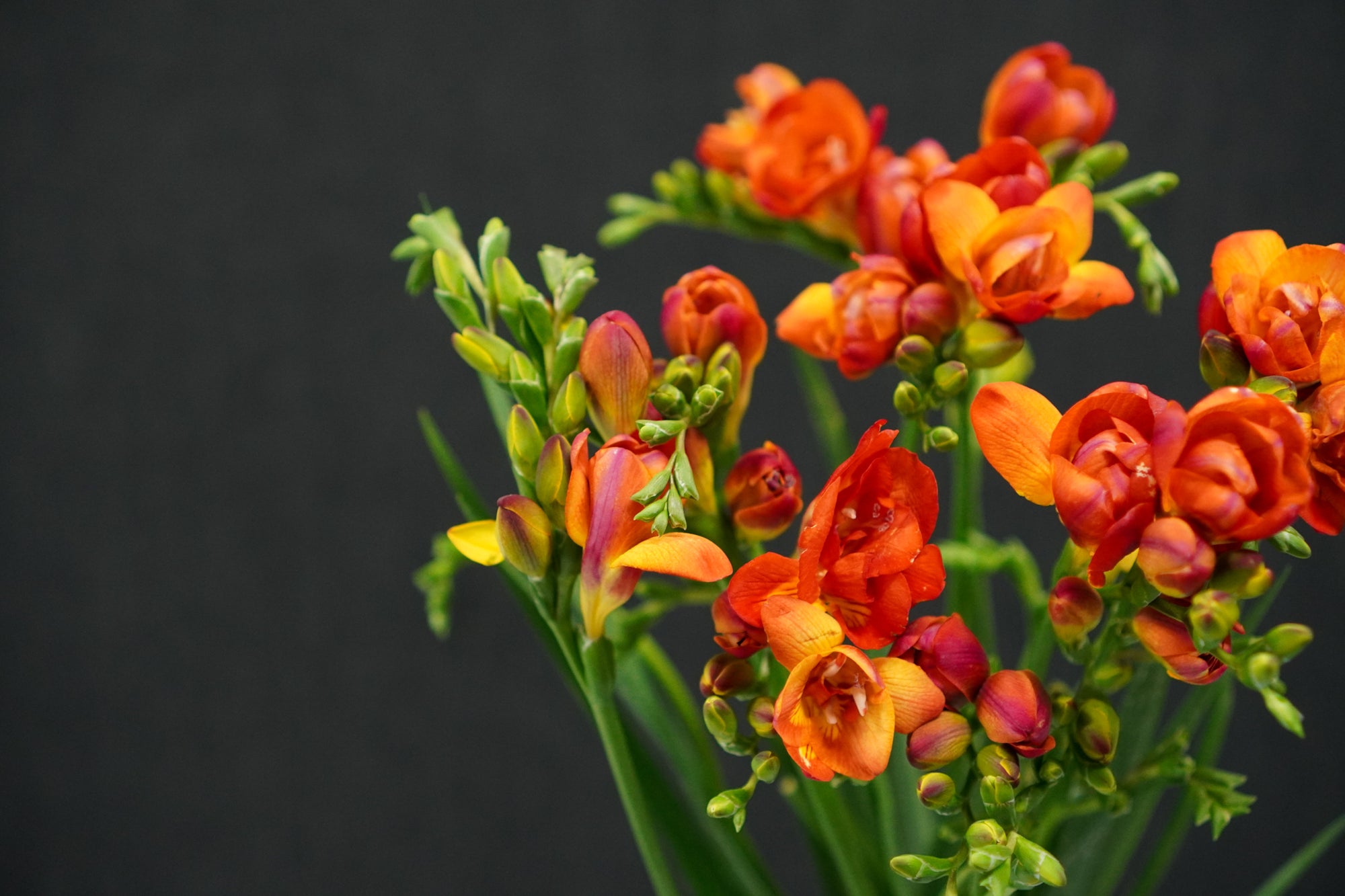 Freesia - Netherlands – Floral Market
