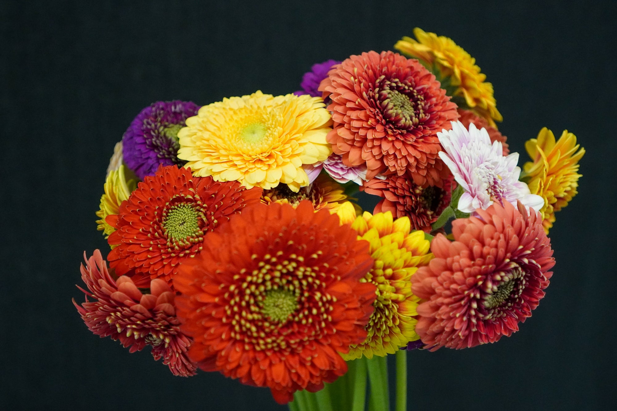 Germini - Netherlands – Floral Market