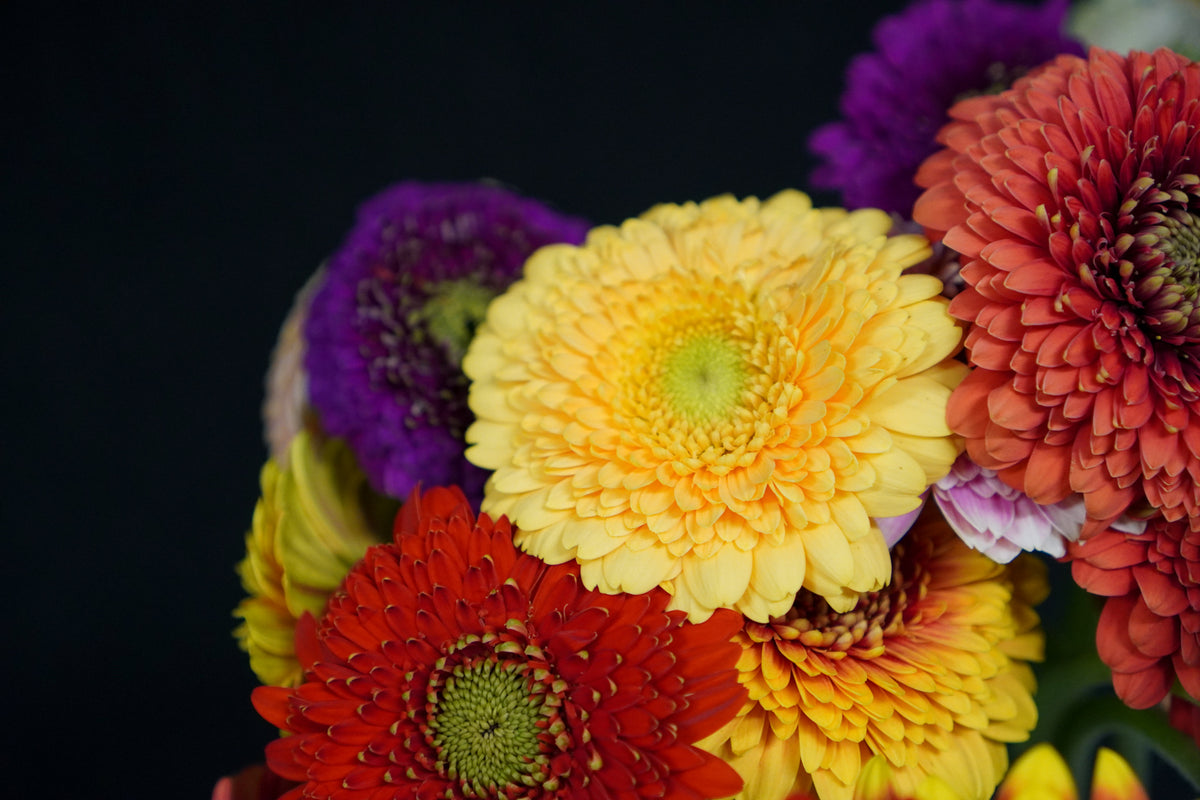 Germini - Netherlands – Floral Market