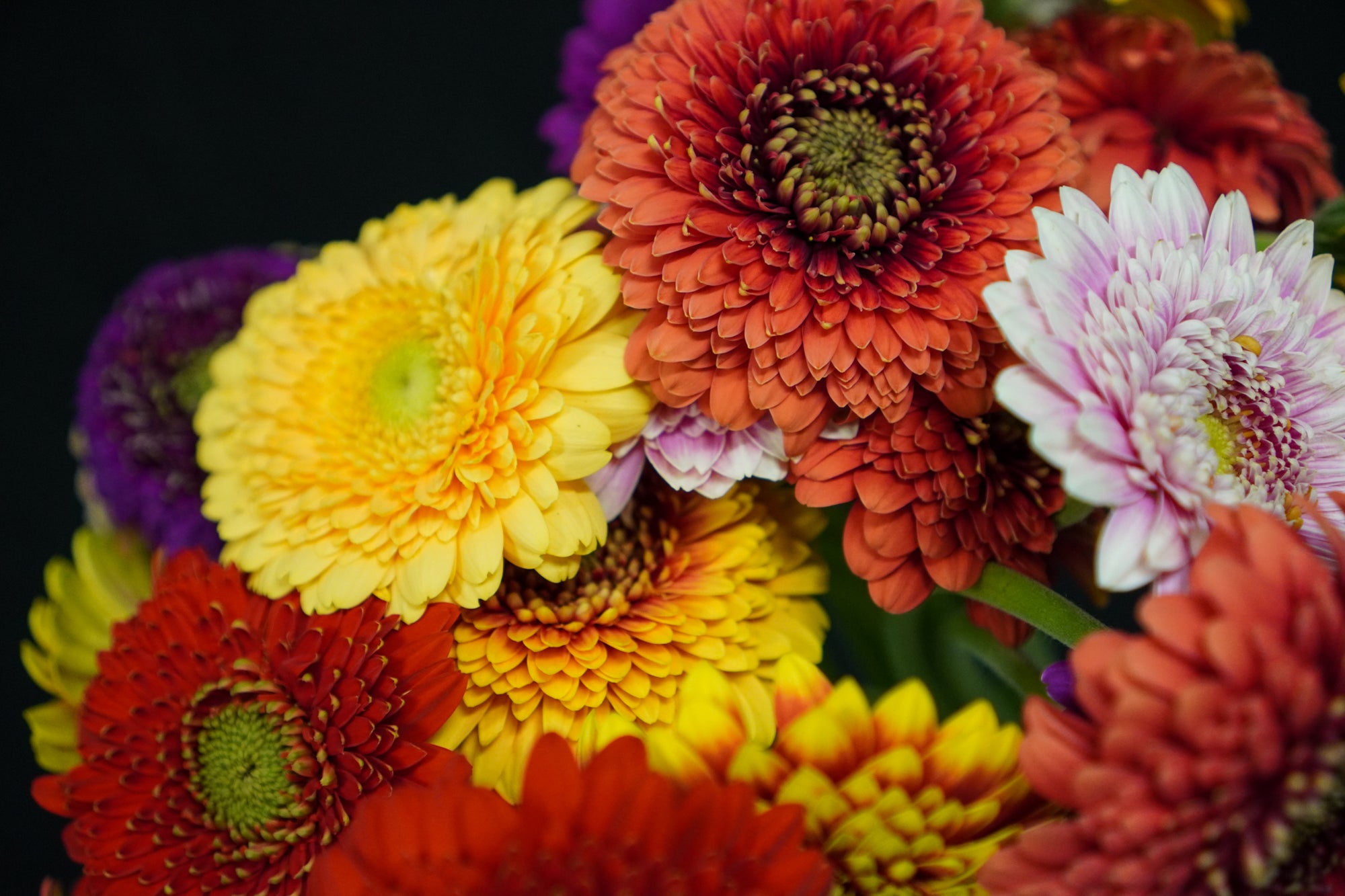 Germini - Netherlands – Floral Market