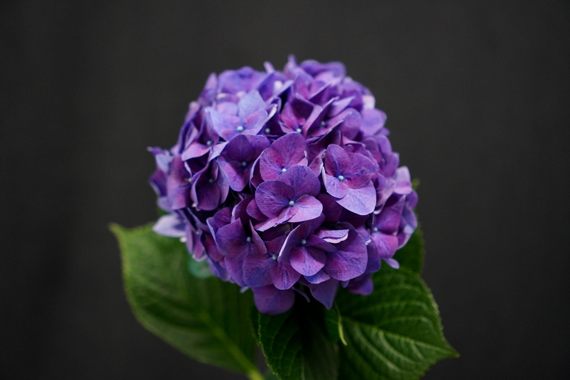 Hydrangea - Netherlands – Floral Market