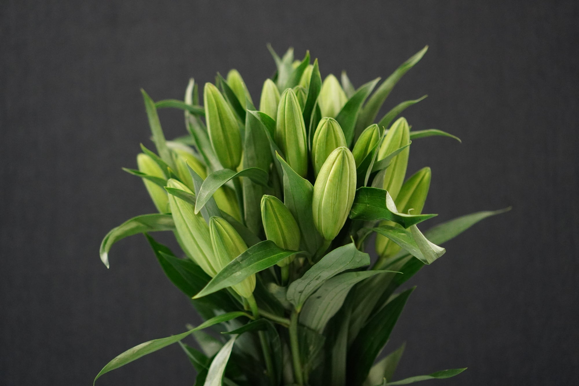 Lily - China – Floral Market