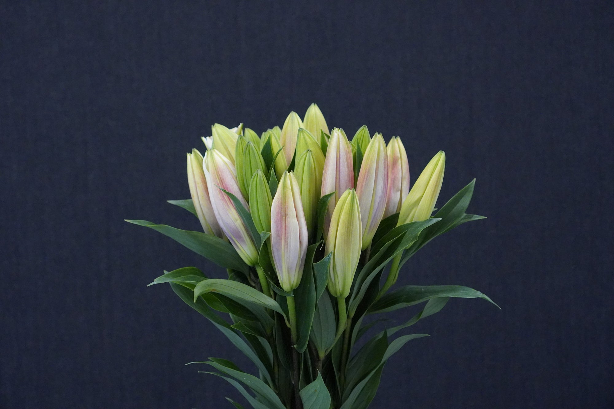 Lily - China – Floral Market