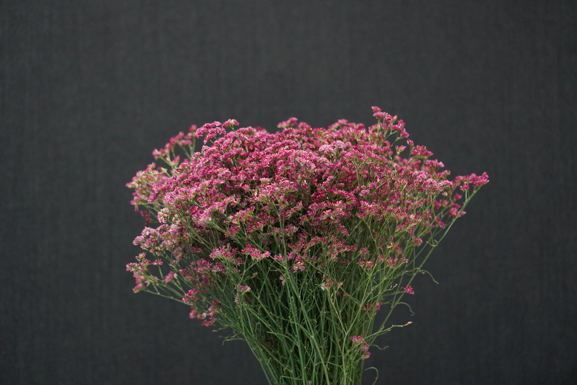 Limonium - China – Floral Market