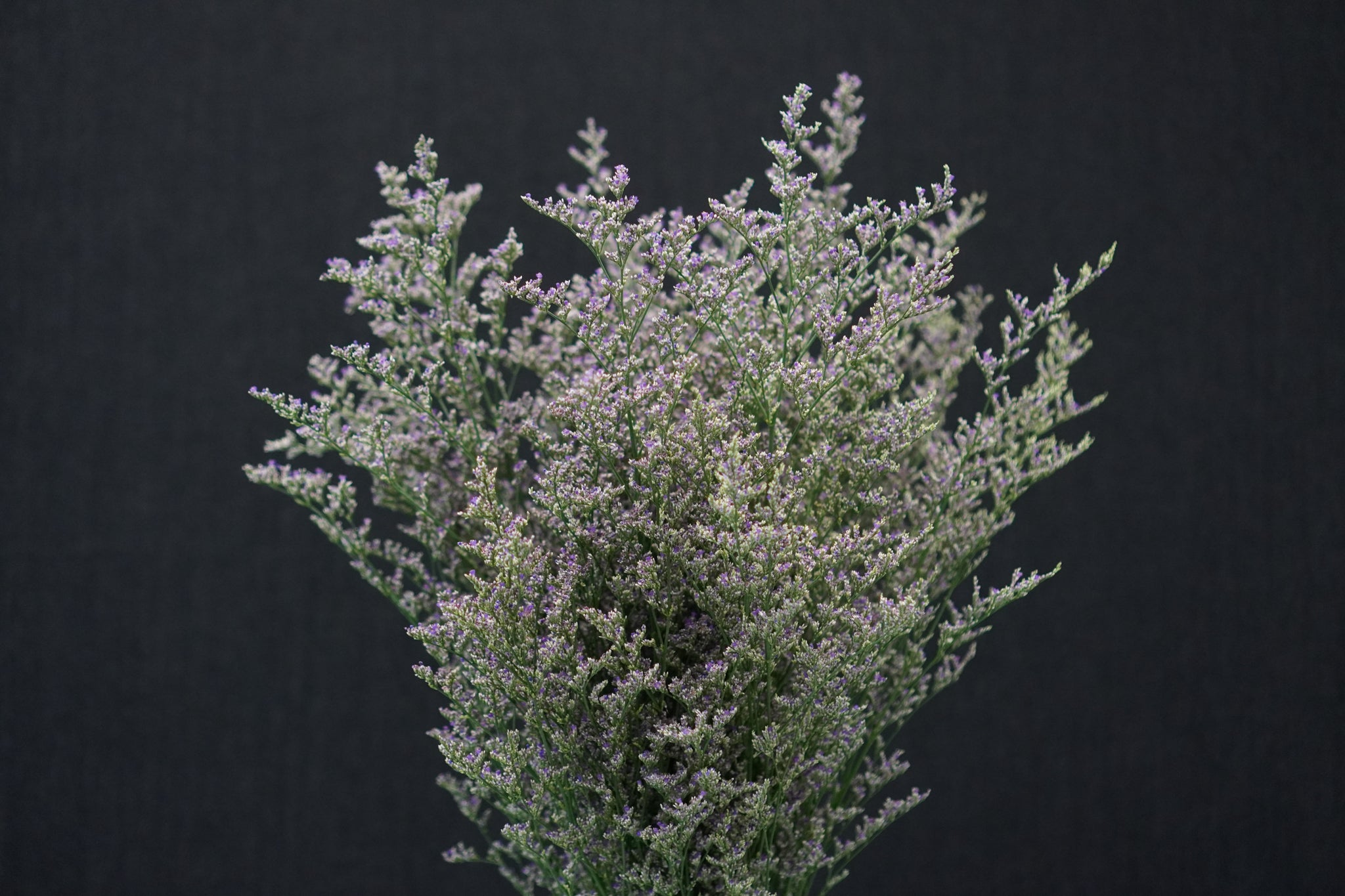 Limonium – Floral Market