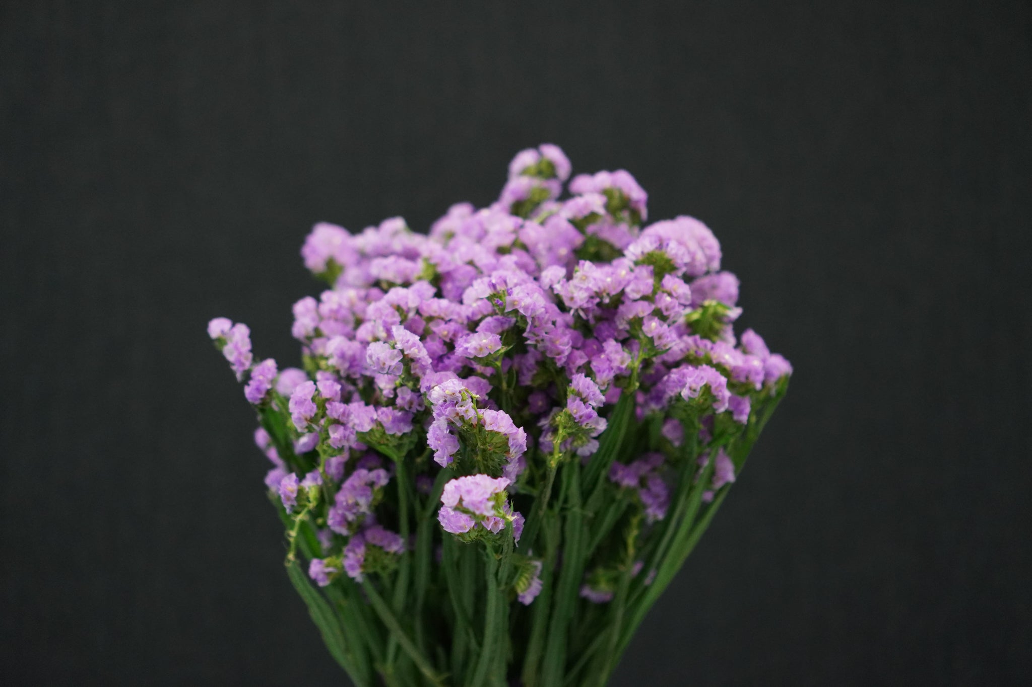 Statice – Floral Market