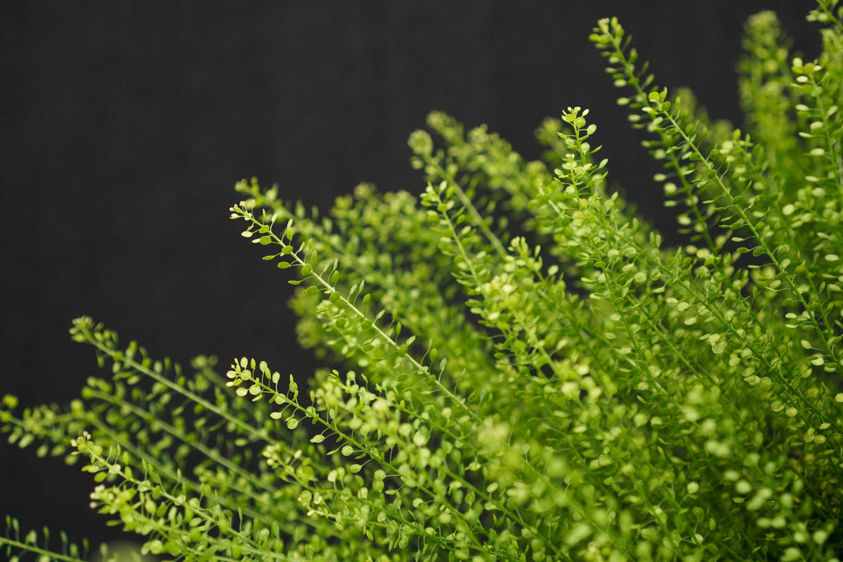 Thlaspi - Netherlands – Floral Market