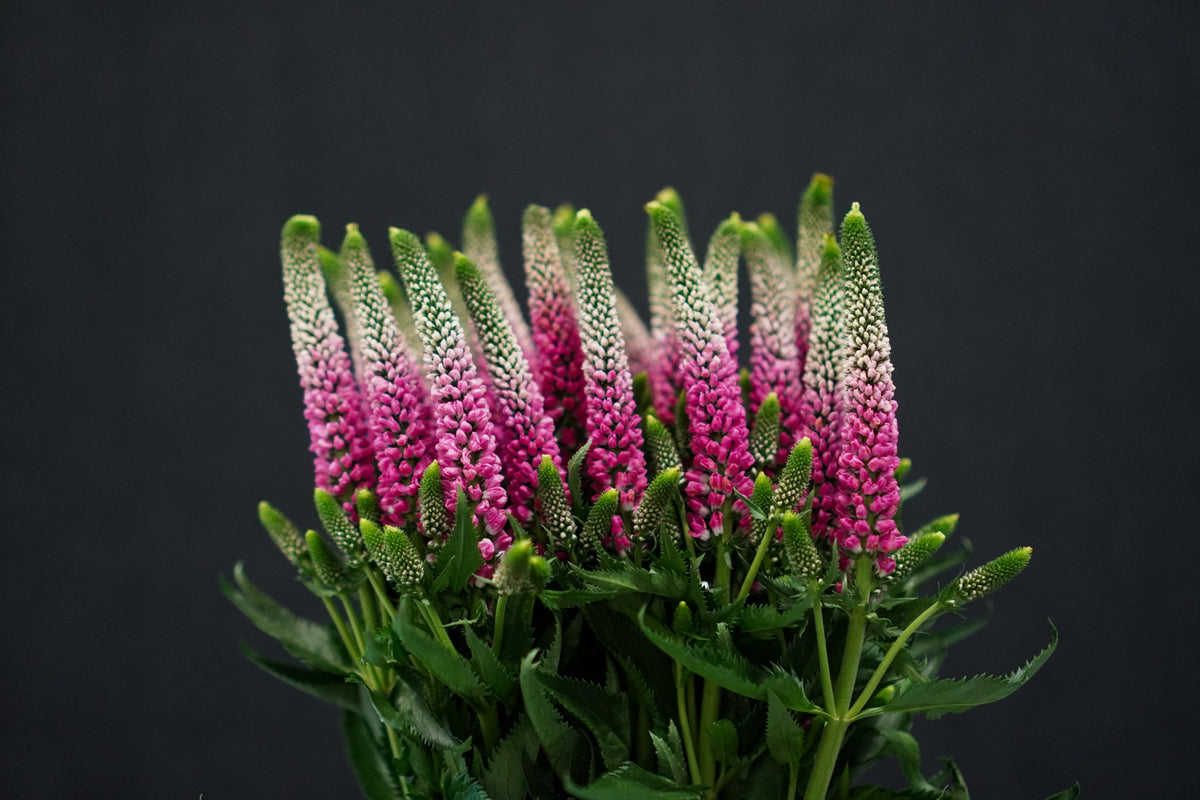 Veronica - Netherlands – Floral Market