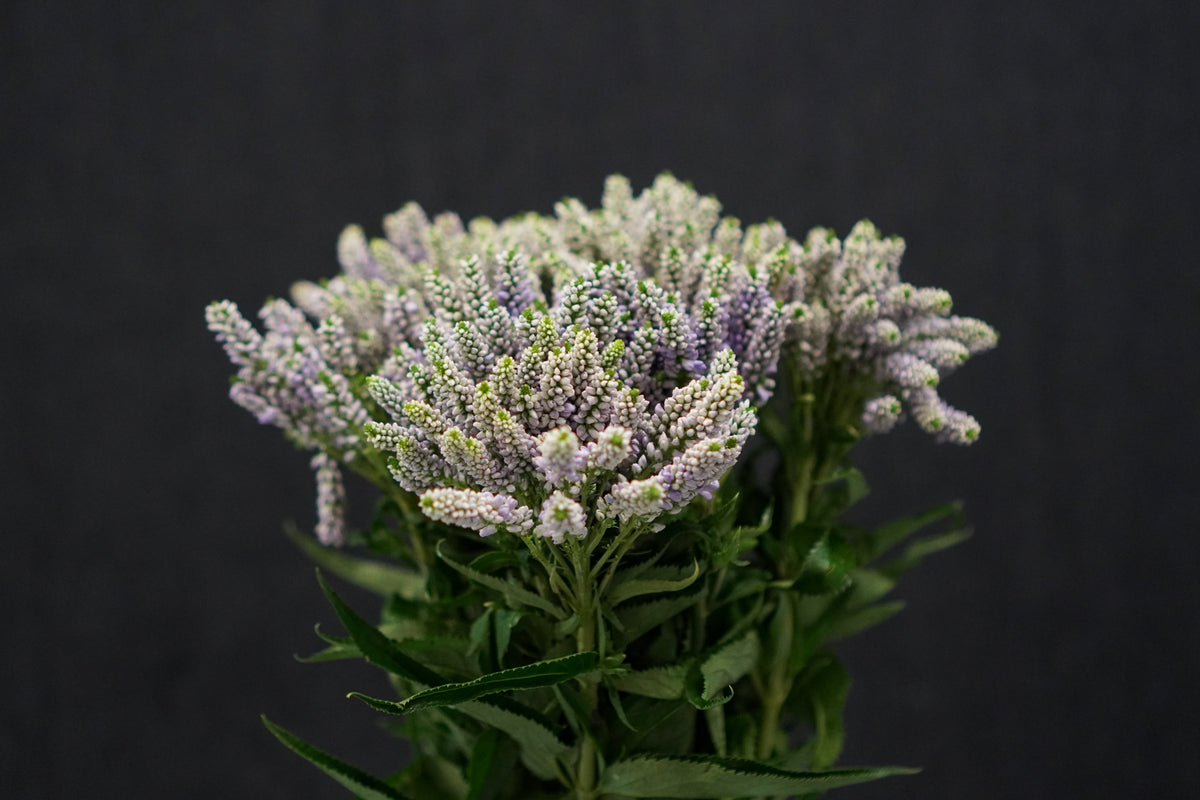 Veronica - Netherlands – Floral Market
